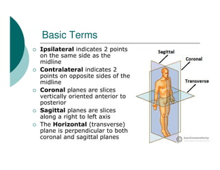 Anatomy of Brain and the Nervous System.pdf