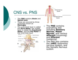 Anatomy of Brain and the Nervous System.pdf