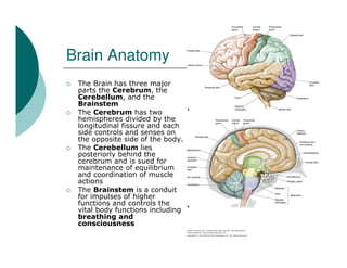 Anatomy of Brain and the Nervous System.pdf