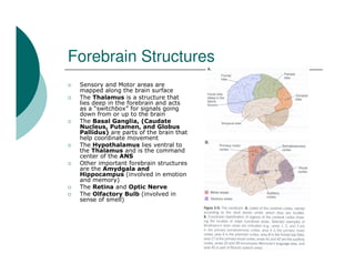 Anatomy of Brain and the Nervous System.pdf