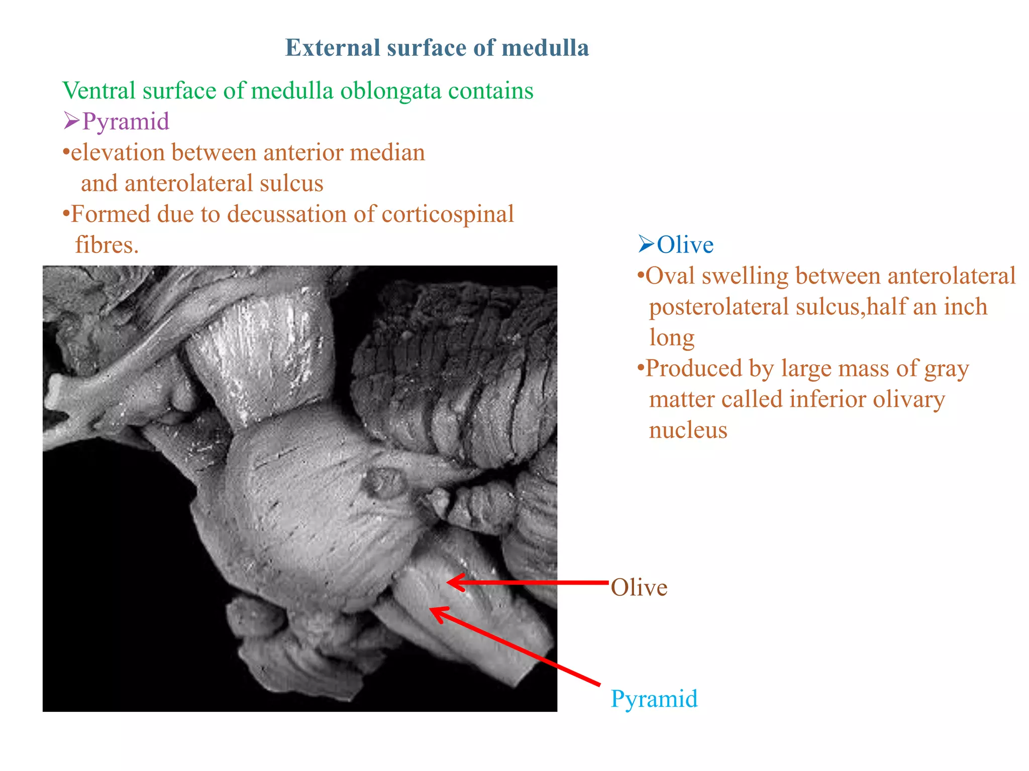 Anatomy of brainstem | PPTX