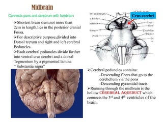 Brain Stem Anatomy Ppt