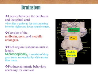 Brain Stem Anatomy