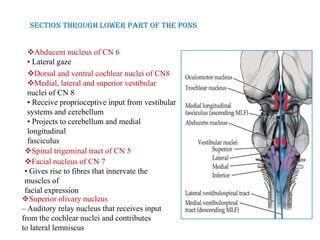 Brain Stem Anatomy Ppt