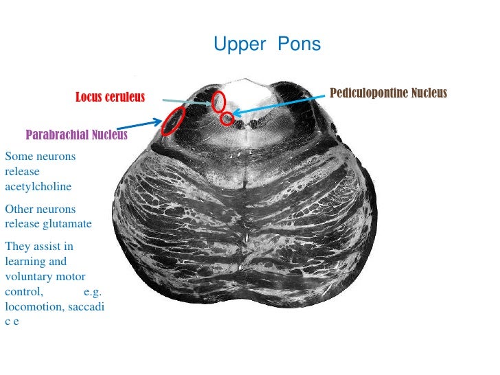 Anatomy of brainstem