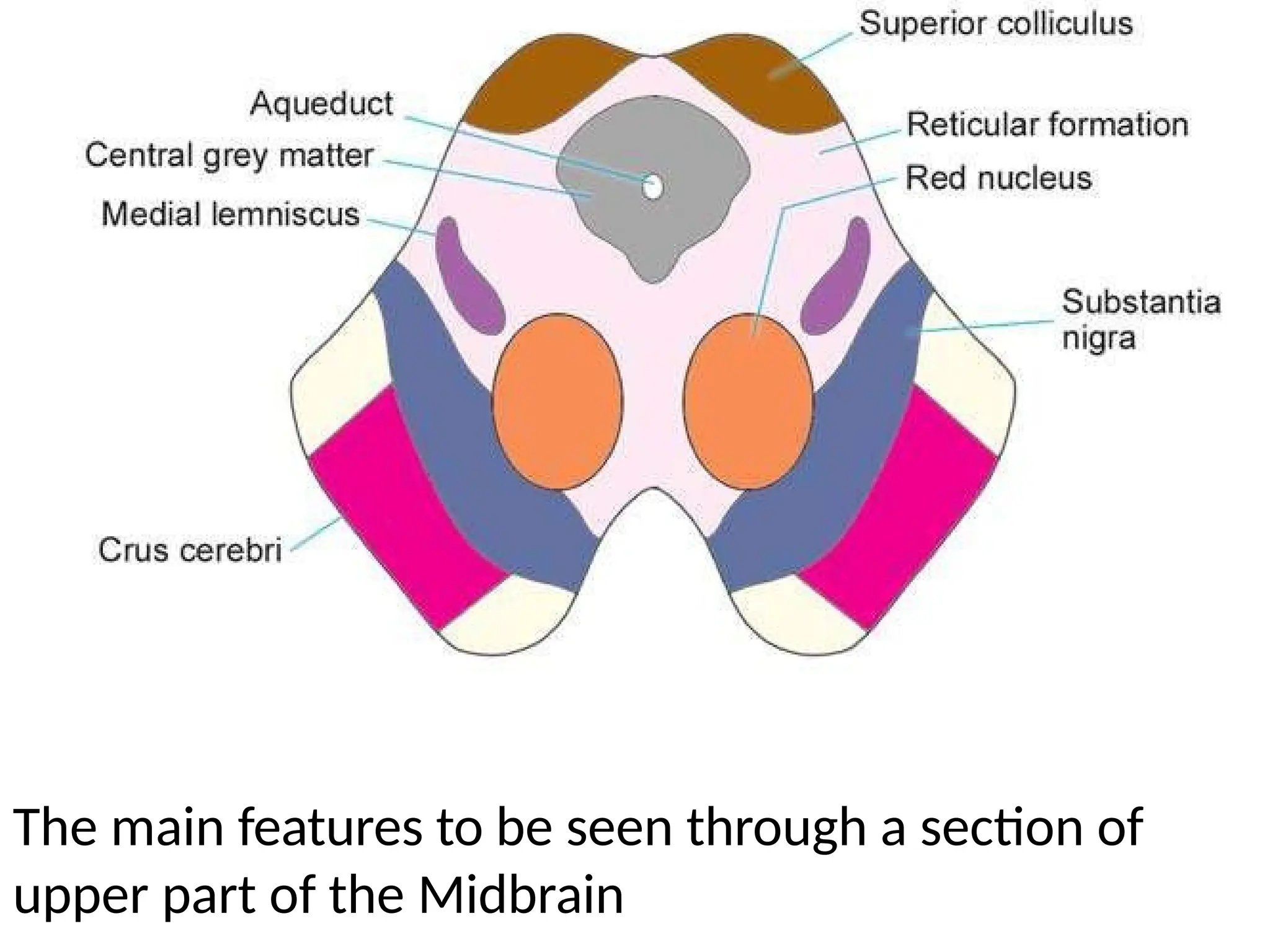 ANATOMY OF BRAINSTEM-DETAILED EXPLANATION.pptx