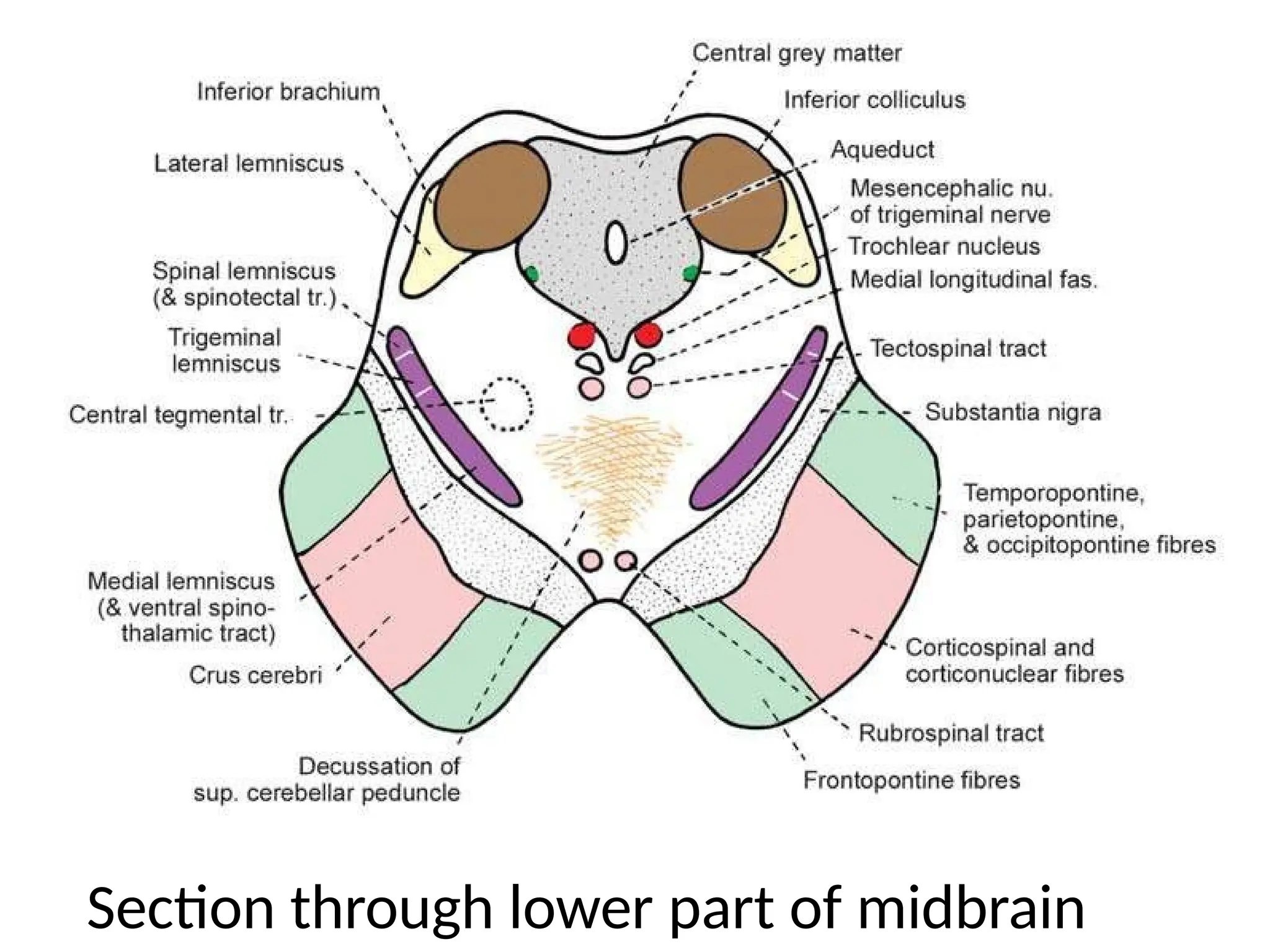 ANATOMY OF BRAINSTEM-DETAILED EXPLANATION.pptx