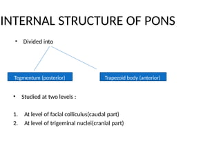 ANATOMY OF BRAINSTEM-DETAILED EXPLANATION.pptx