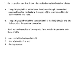 ANATOMY OF BRAINSTEM-DETAILED EXPLANATION.pptx