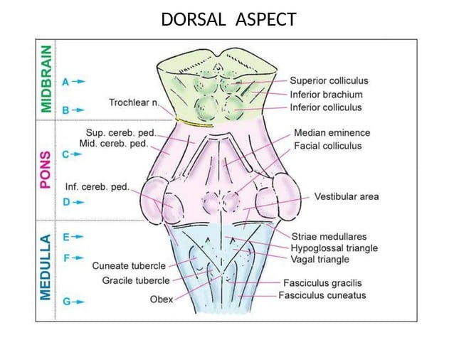 ANATOMY OF BRAINSTEM-DETAILED EXPLANATION.pptx