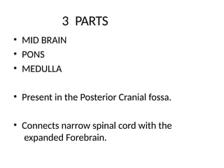 ANATOMY OF BRAINSTEM-DETAILED EXPLANATION.pptx