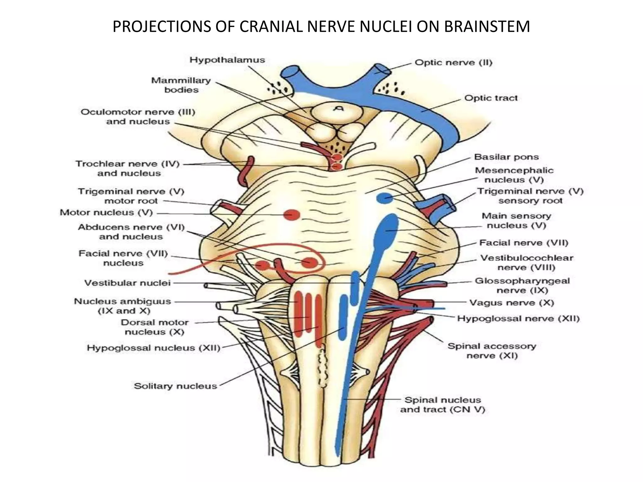Anatomy of brainstem and its clinical significance | PPTX