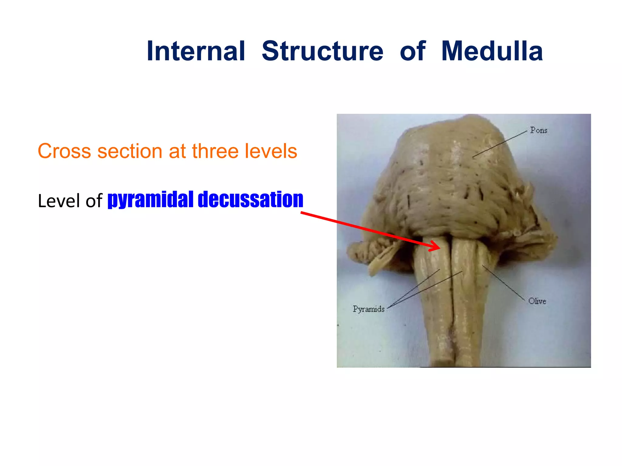 Anatomy of brainstem and its clinical significance | PPTX
