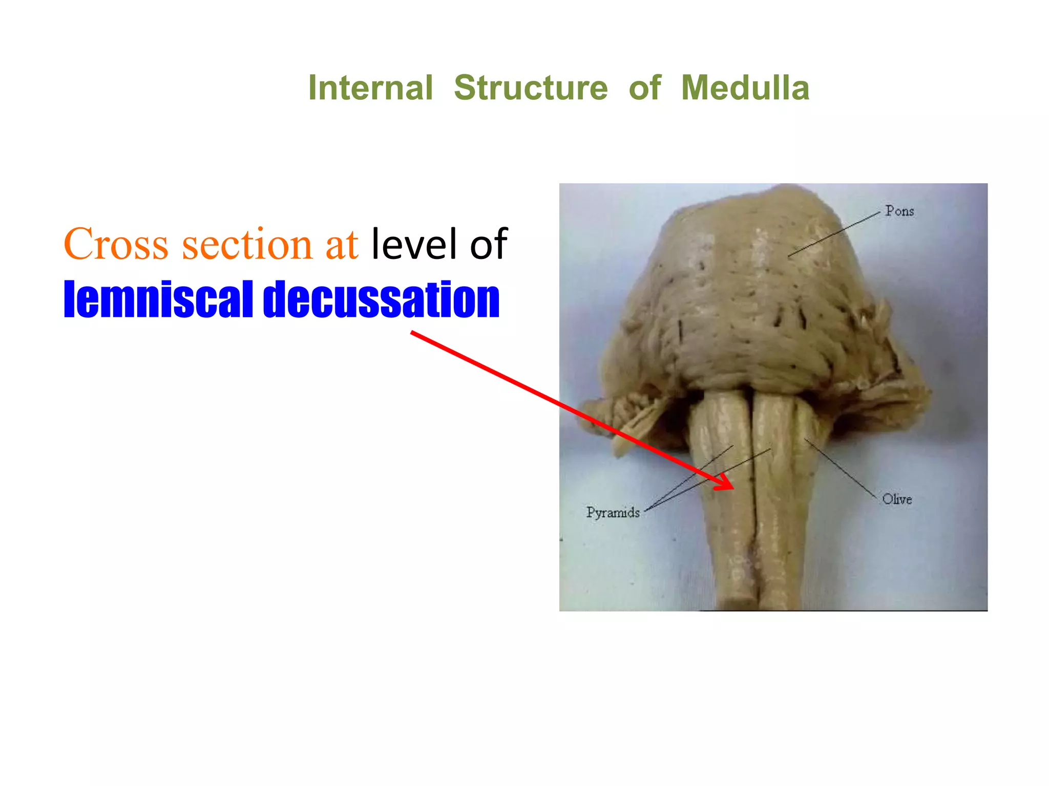 Anatomy of brainstem and its clinical significance | PPTX