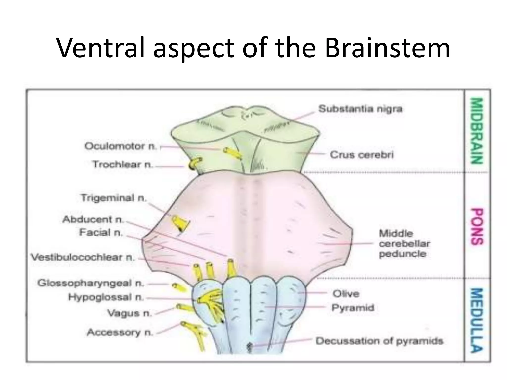 Anatomy of brainstem and its clinical significance | PPTX
