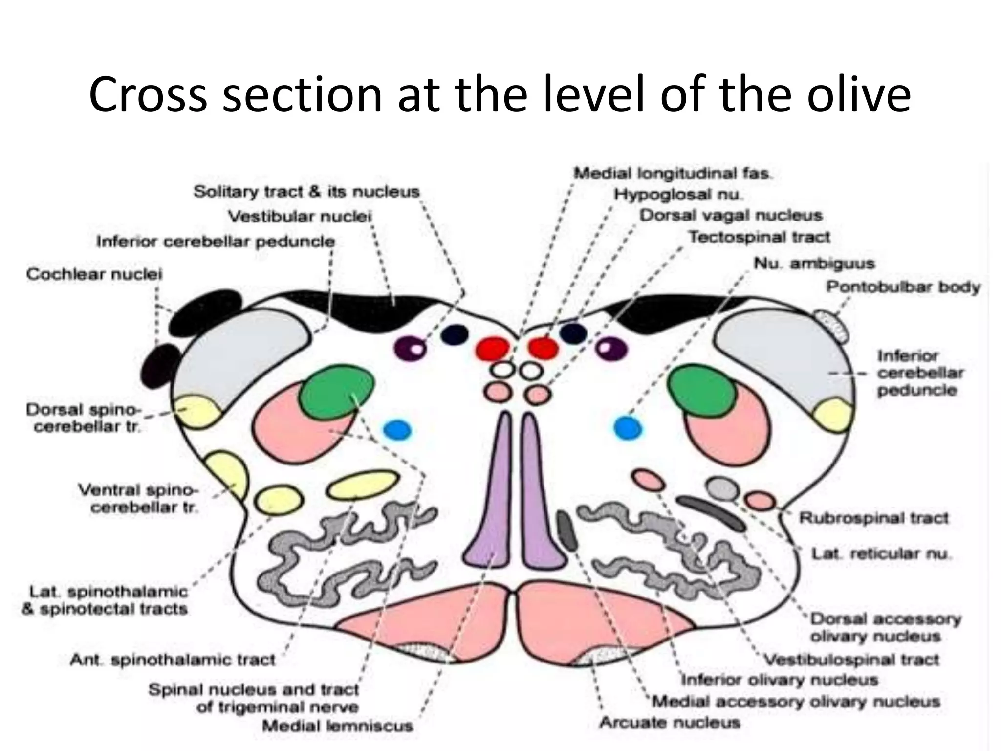 Anatomy of brainstem and its clinical significance | PPTX