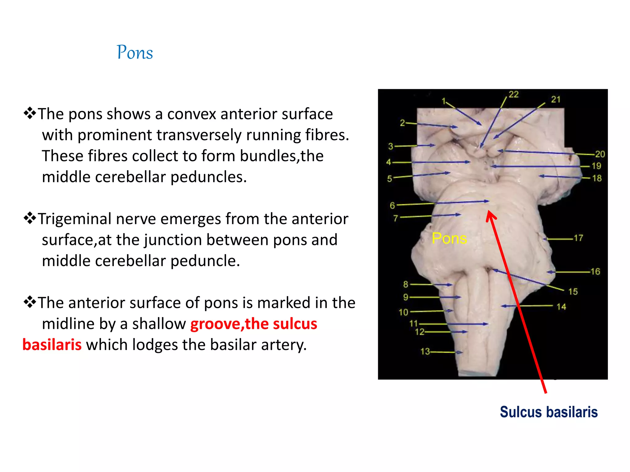 Anatomy of brainstem and its clinical significance | PPTX