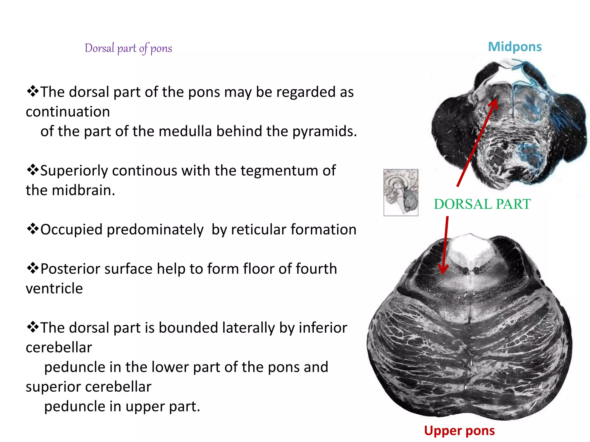 Anatomy of brainstem and its clinical significance | PPTX