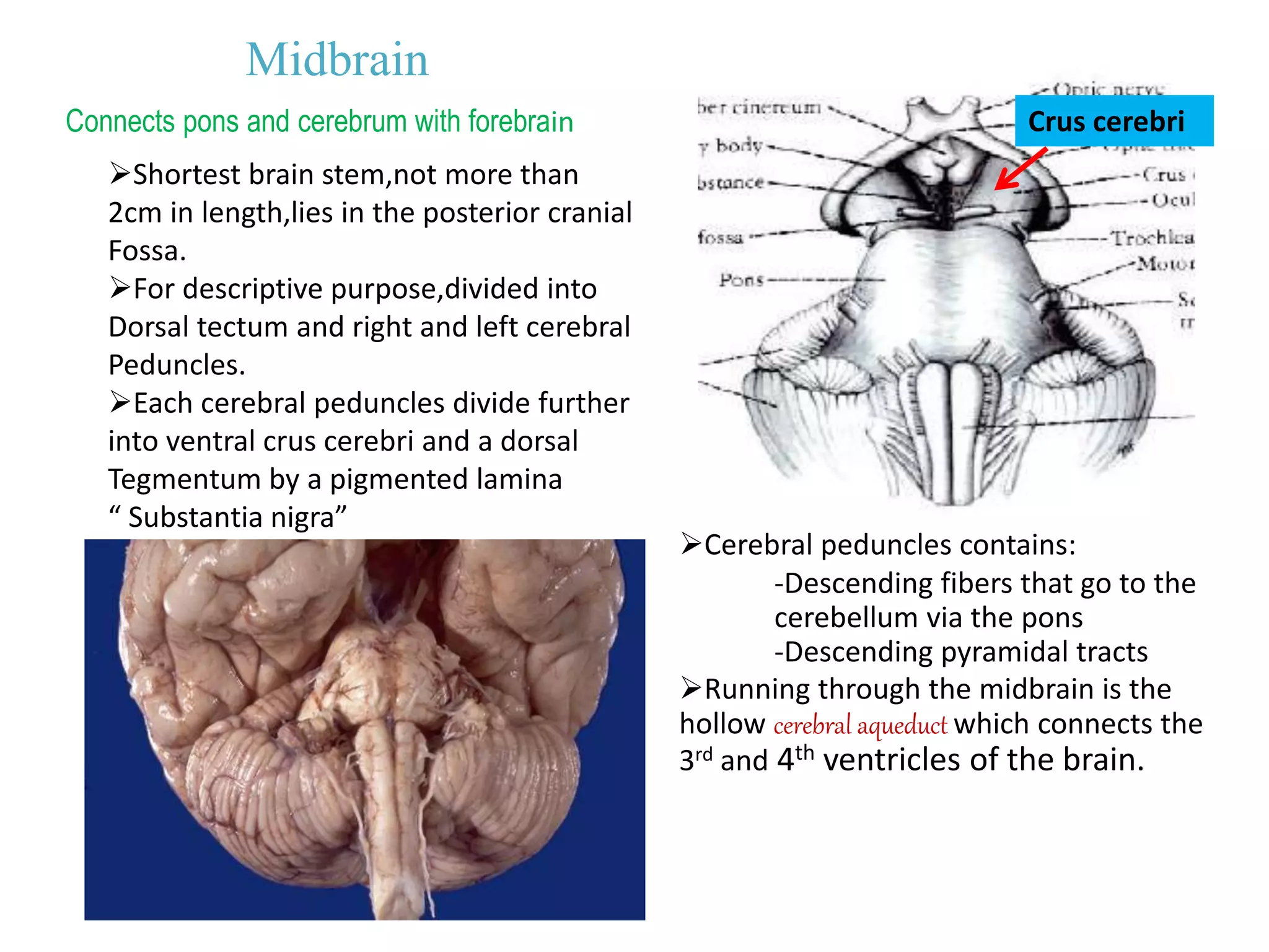 Anatomy of brainstem and its clinical significance | PPTX