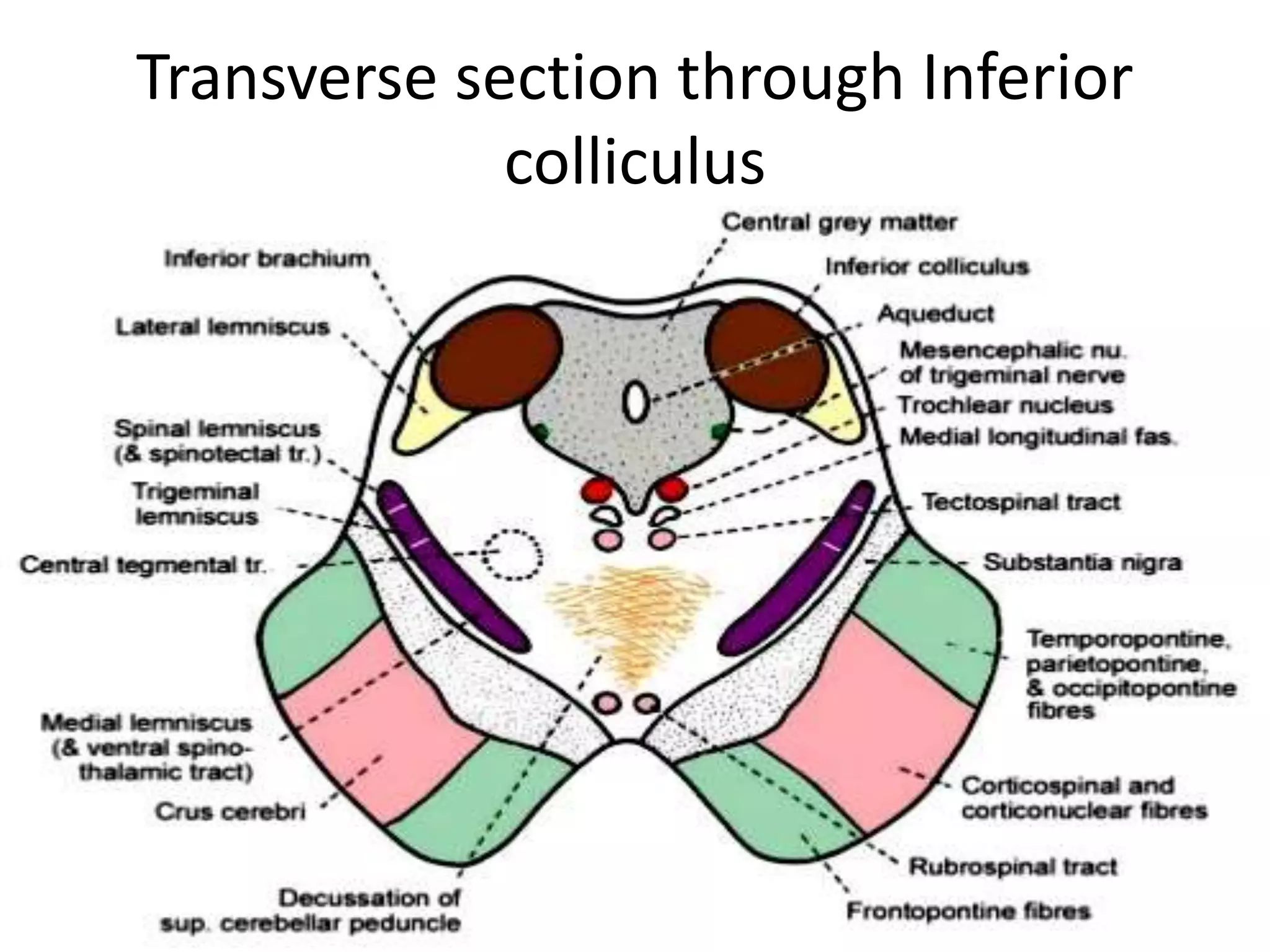 Anatomy of brainstem and its clinical significance | PPTX