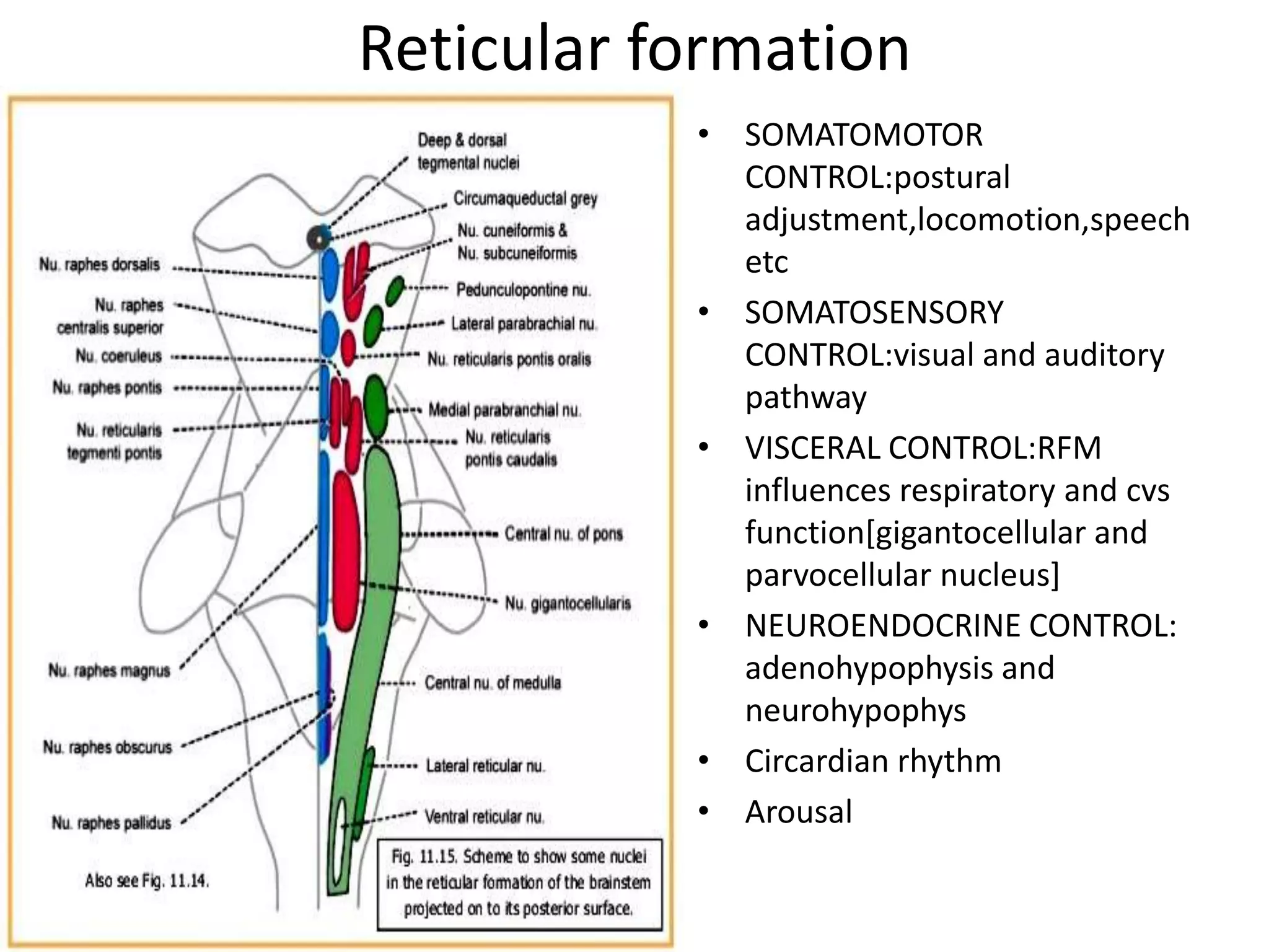 Anatomy of brainstem and its clinical significance | PPTX
