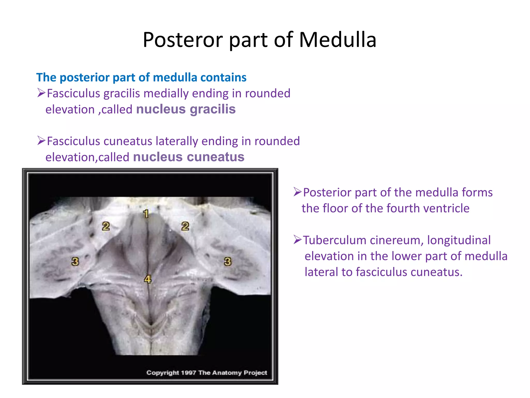 Anatomy of brainstem and its clinical significance | PPTX