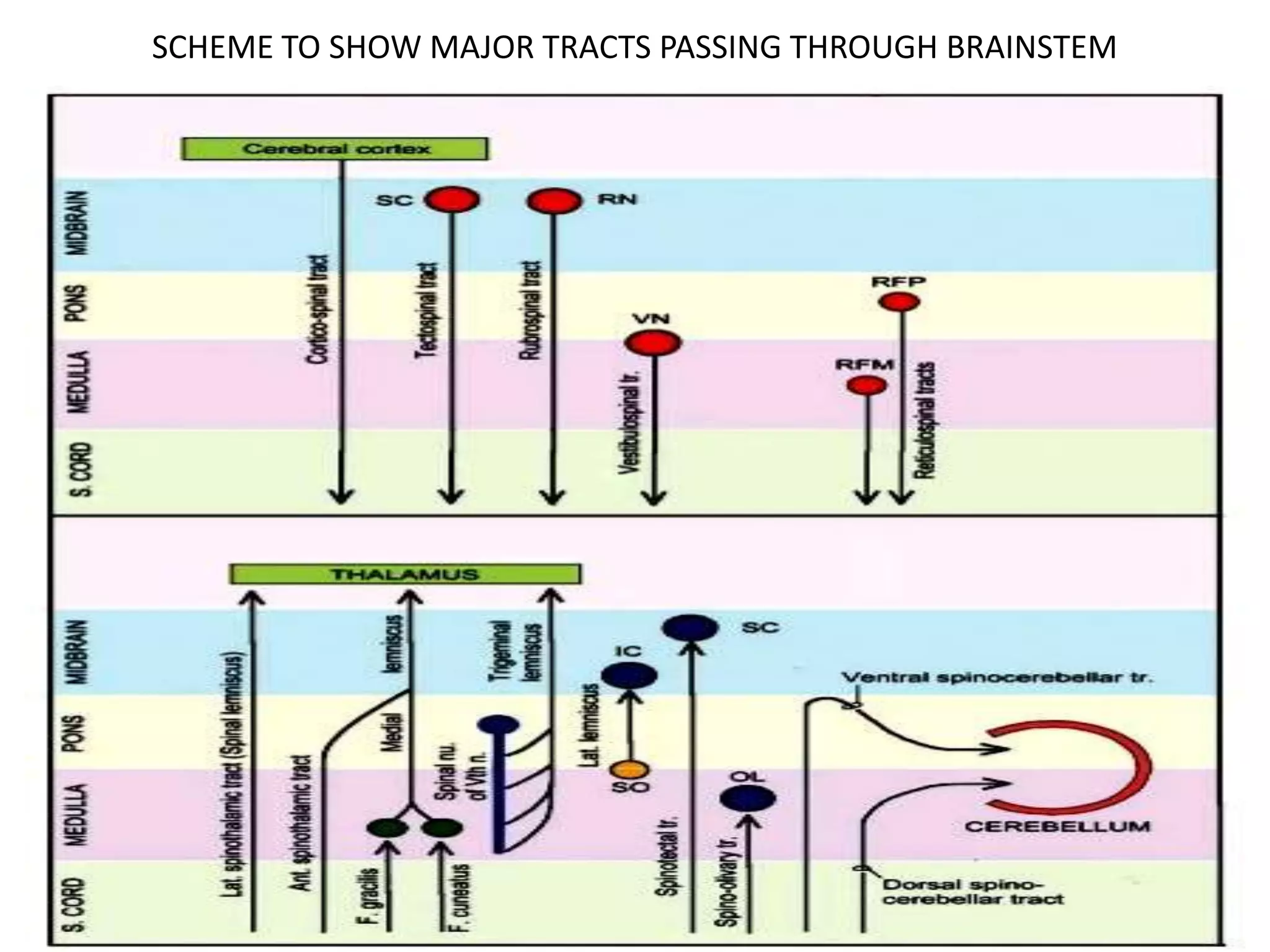 Anatomy of brainstem and its clinical significance | PPTX