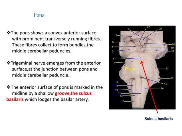 Anatomy of brainstem and its clinical significance | PPTX