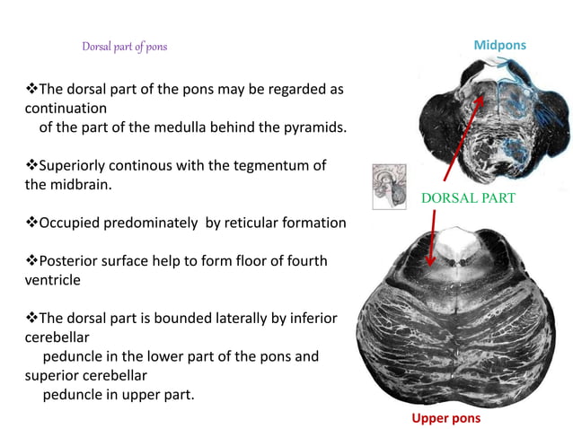 Anatomy of brainstem and its clinical significance | PPTX