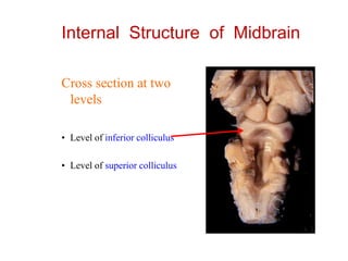 Anatomy of brainstem and its clinical significance | PPTX