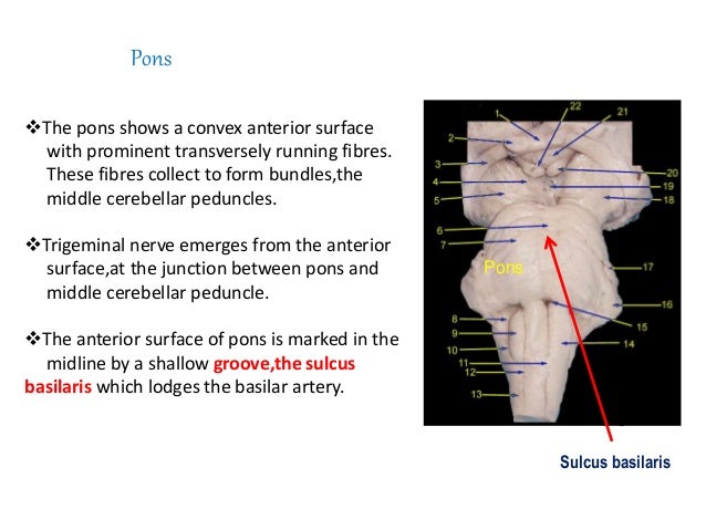 Anatomy of brainstem and its clinical significance
