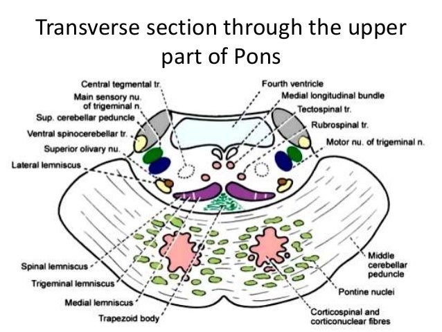 Anatomy of brainstem and its clinical significance