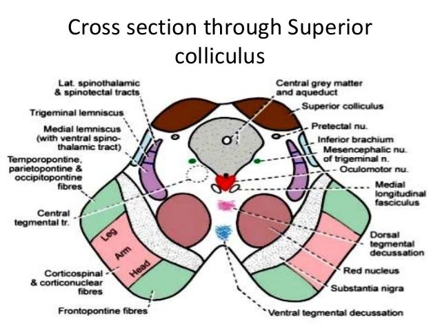 Anatomy of brainstem and its clinical significance