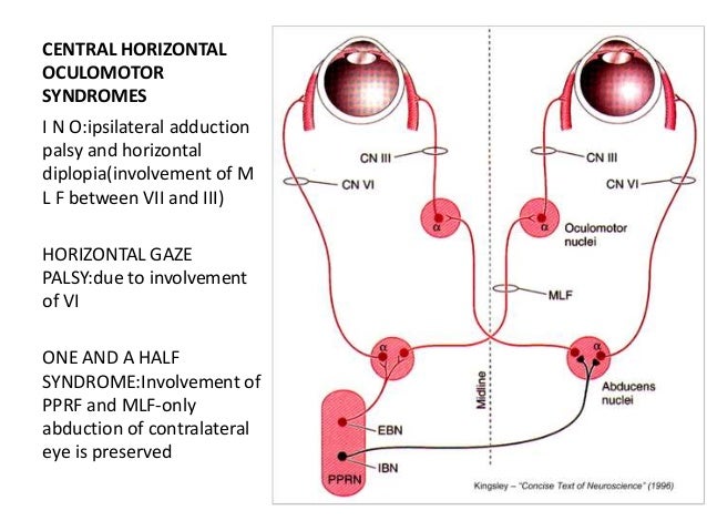 Anatomy of brainstem and its clinical significance