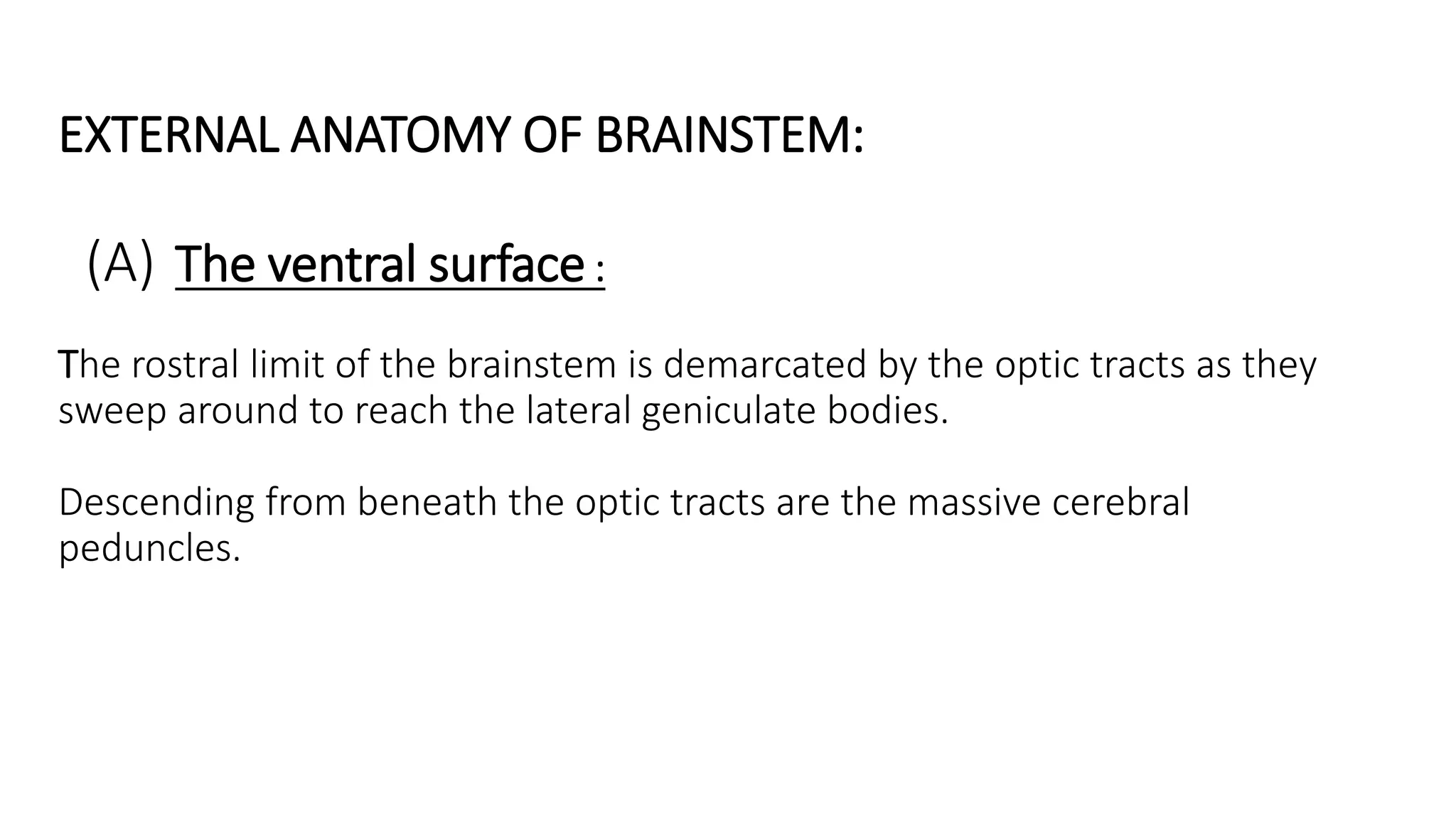 anatomy of brainstem and related syndromes .pptx | Brain and Nervous ...