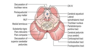 anatomy of brainstem and related syndromes .pptx