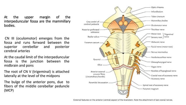 anatomy of brainstem and related syndromes .pptx | Brain and Nervous ...