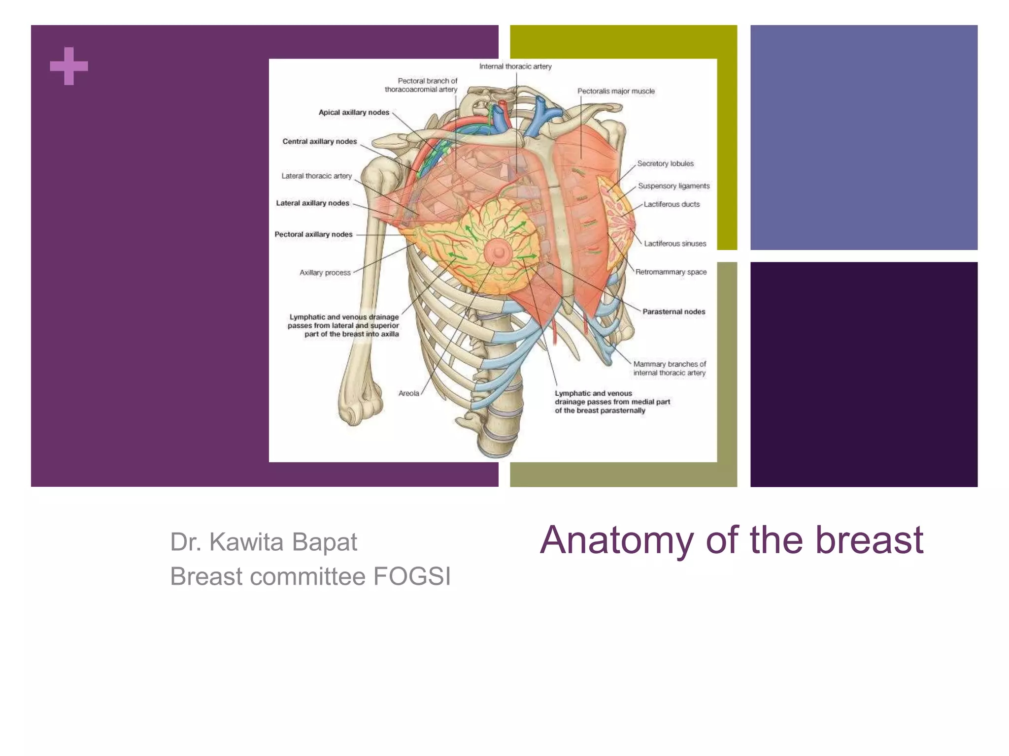 Anatomy of breast | PPTX