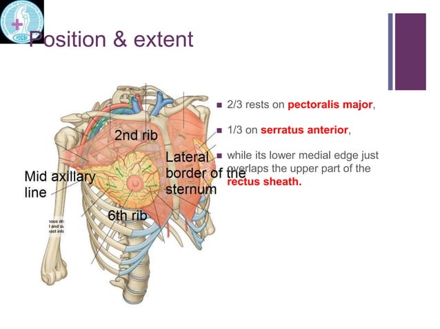 Anatomy of breast