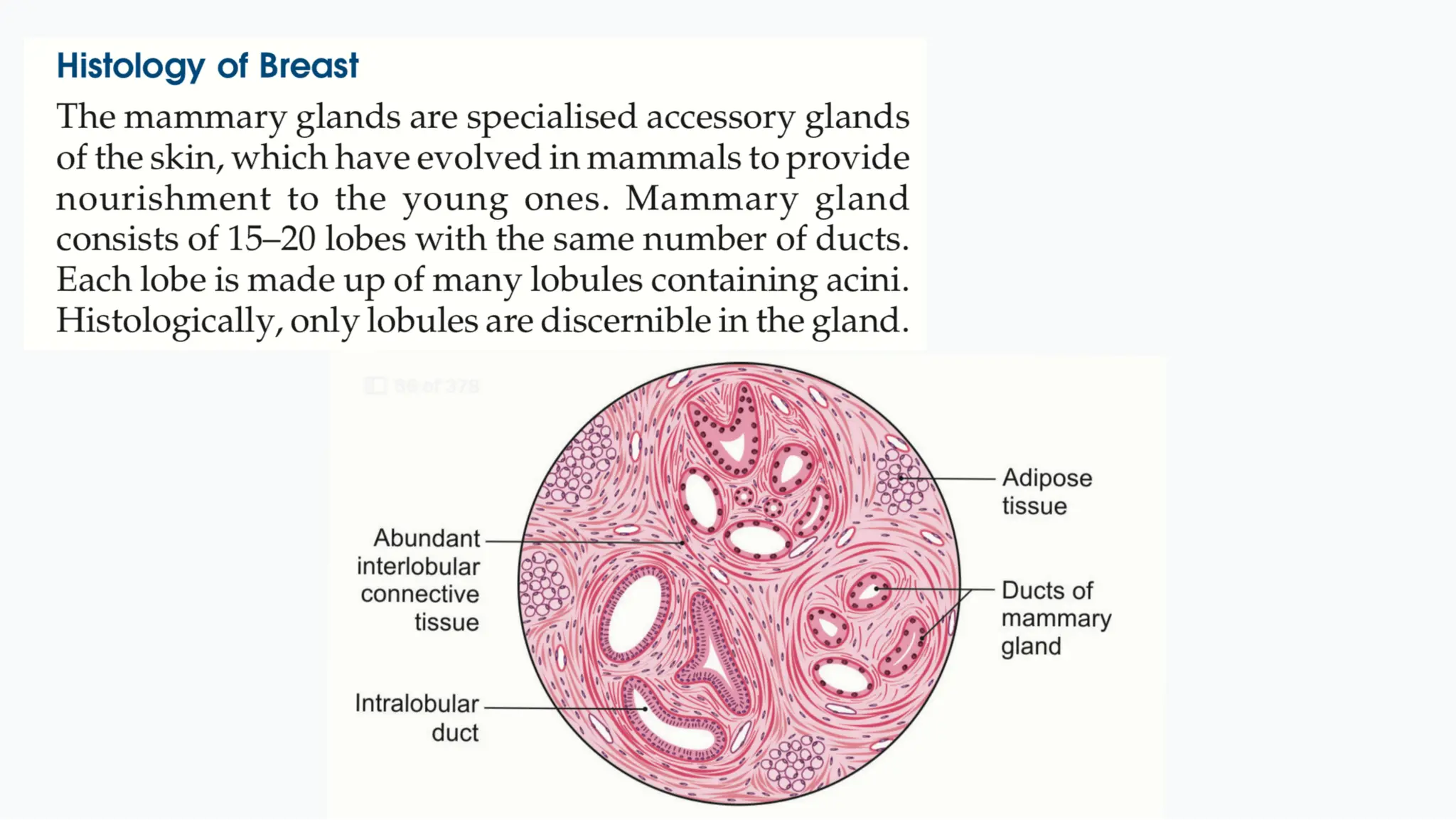 Anatomy of breast key factor from bd chaurasia | PDF