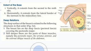 Anatomy of breast key factor from bd chaurasia | PDF
