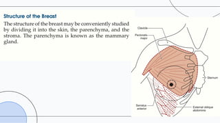 Anatomy of breast key factor from bd chaurasia | PDF