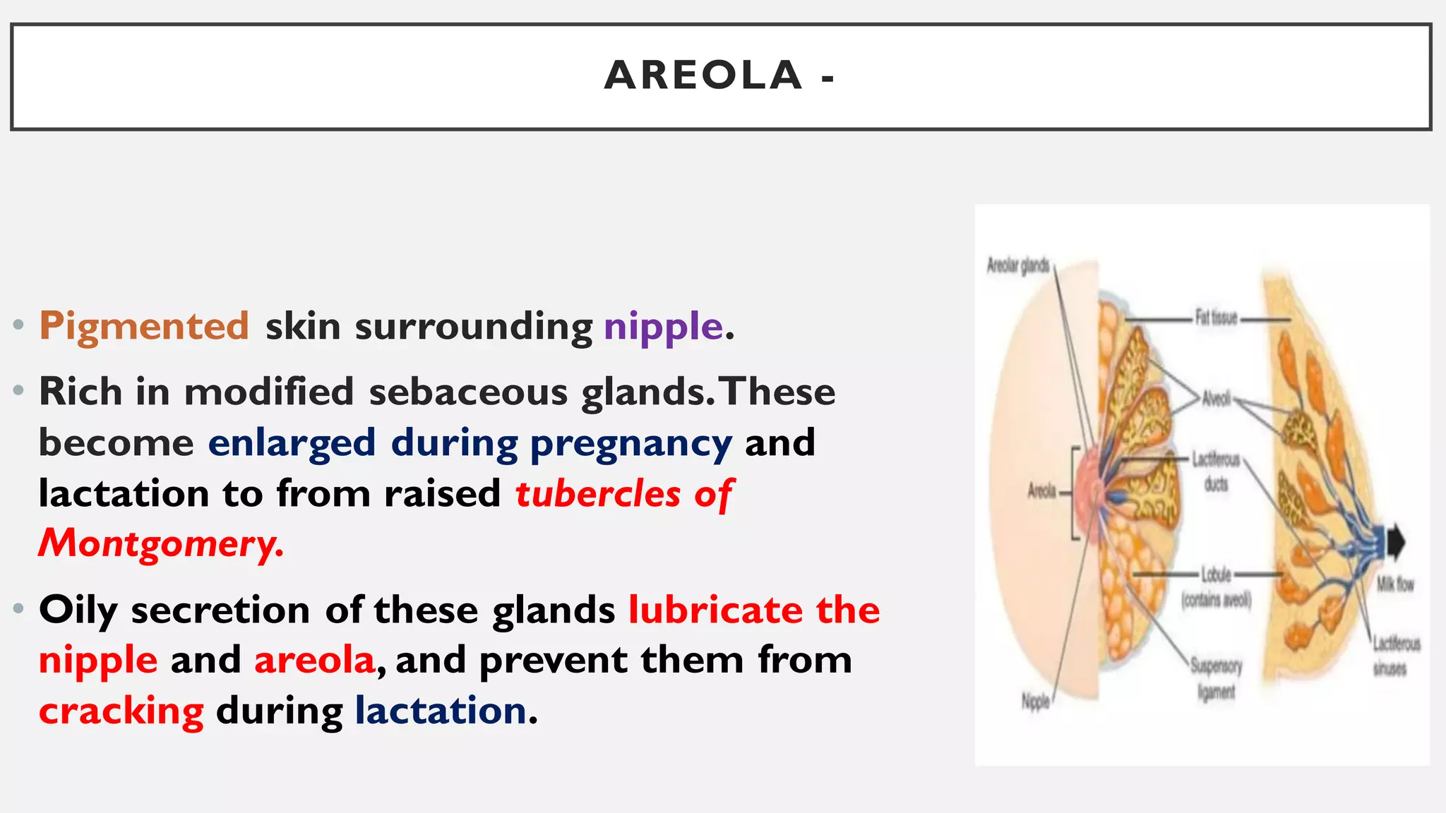 Anatomy of Breast (Brest Anatomy) .pdf