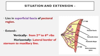 Anatomy of Breast (Brest Anatomy) .pdf