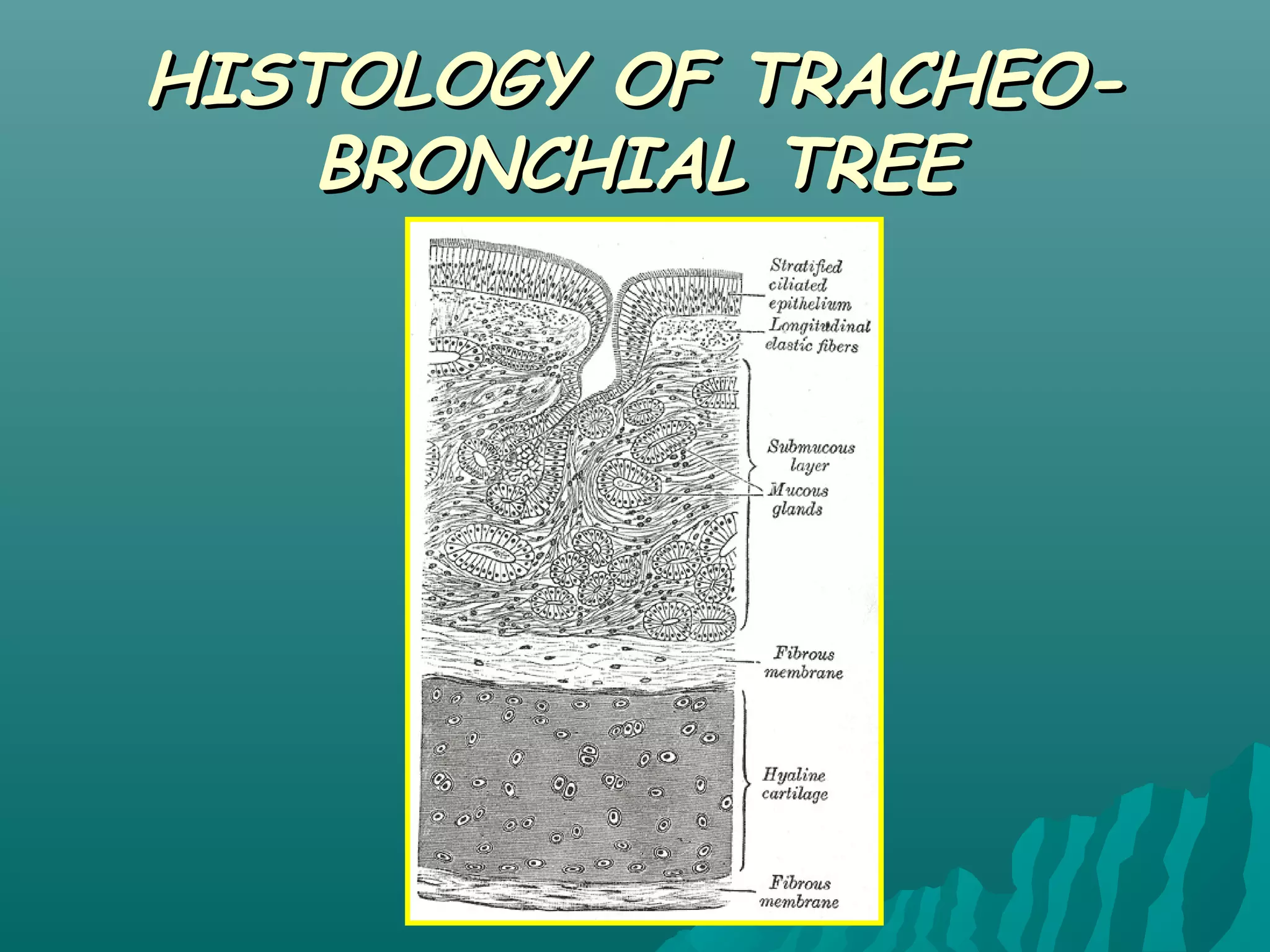 Anatomy of bronchial tree, lungs and pleura | PPT
