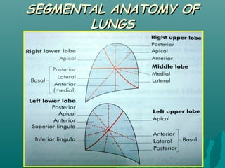 Anatomy of bronchial tree, lungs and pleura | PPT