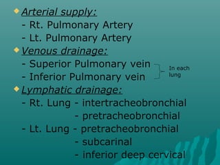 Anatomy of bronchial tree, lungs and pleura | PPT