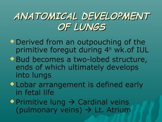 Anatomy of bronchial tree, lungs and pleura | PPT