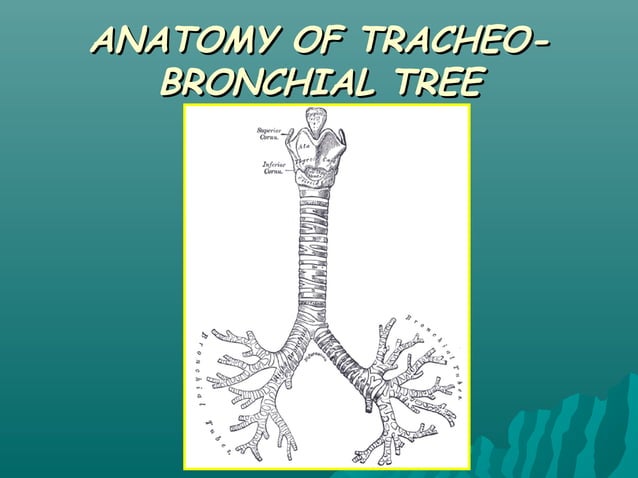 Anatomy of bronchial tree, lungs and pleura | PPT