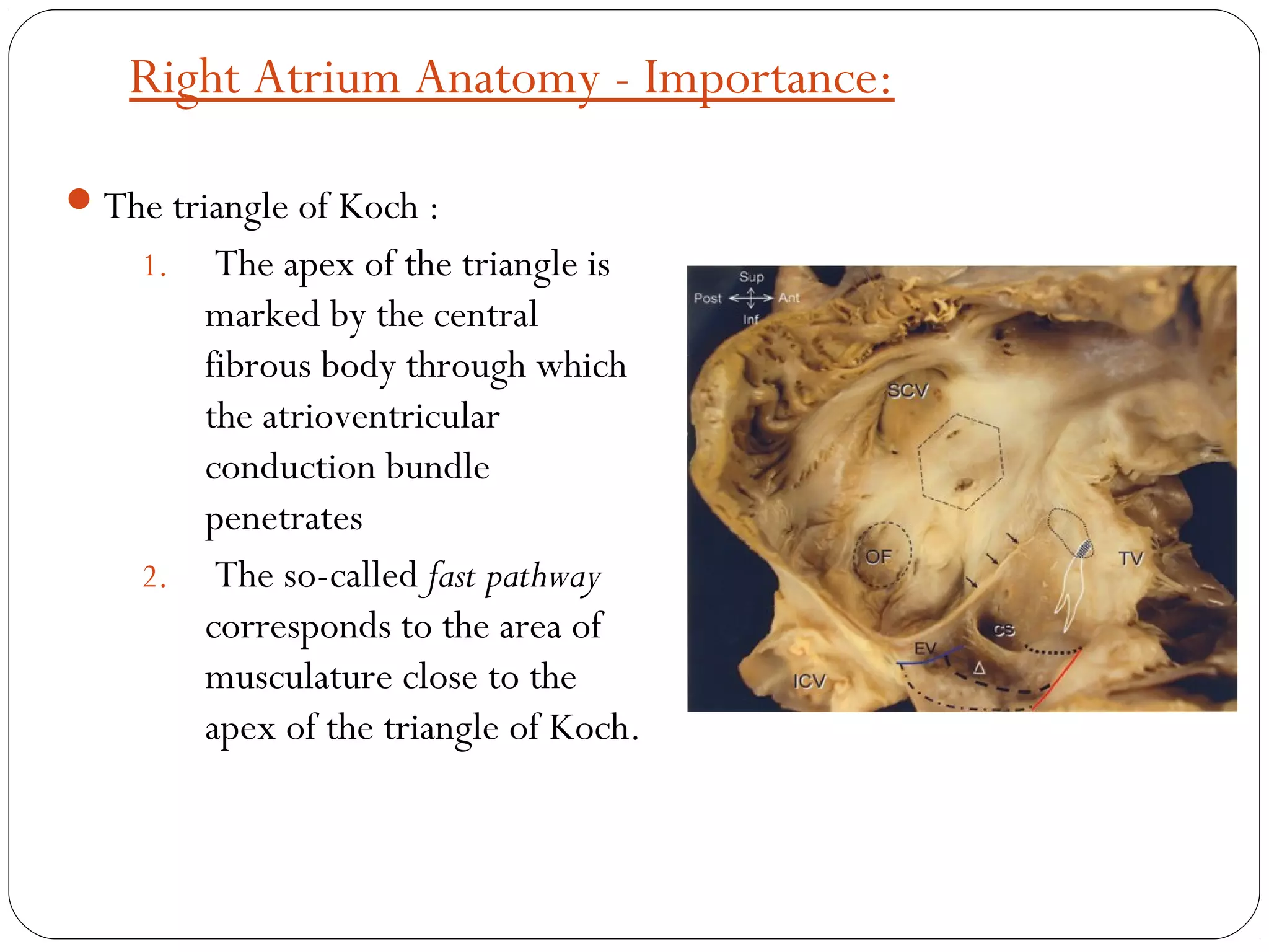 Anatomy of cardiac structures & conducting system in | PPT